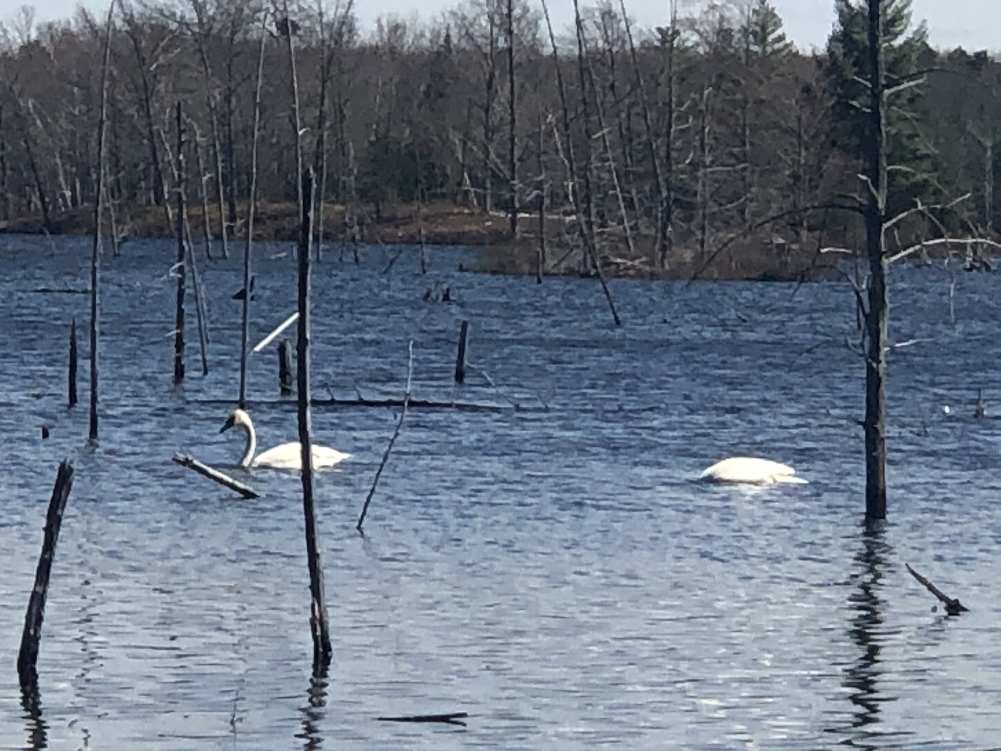 Northern Michigan Cabin Resort Lodging - Photos!